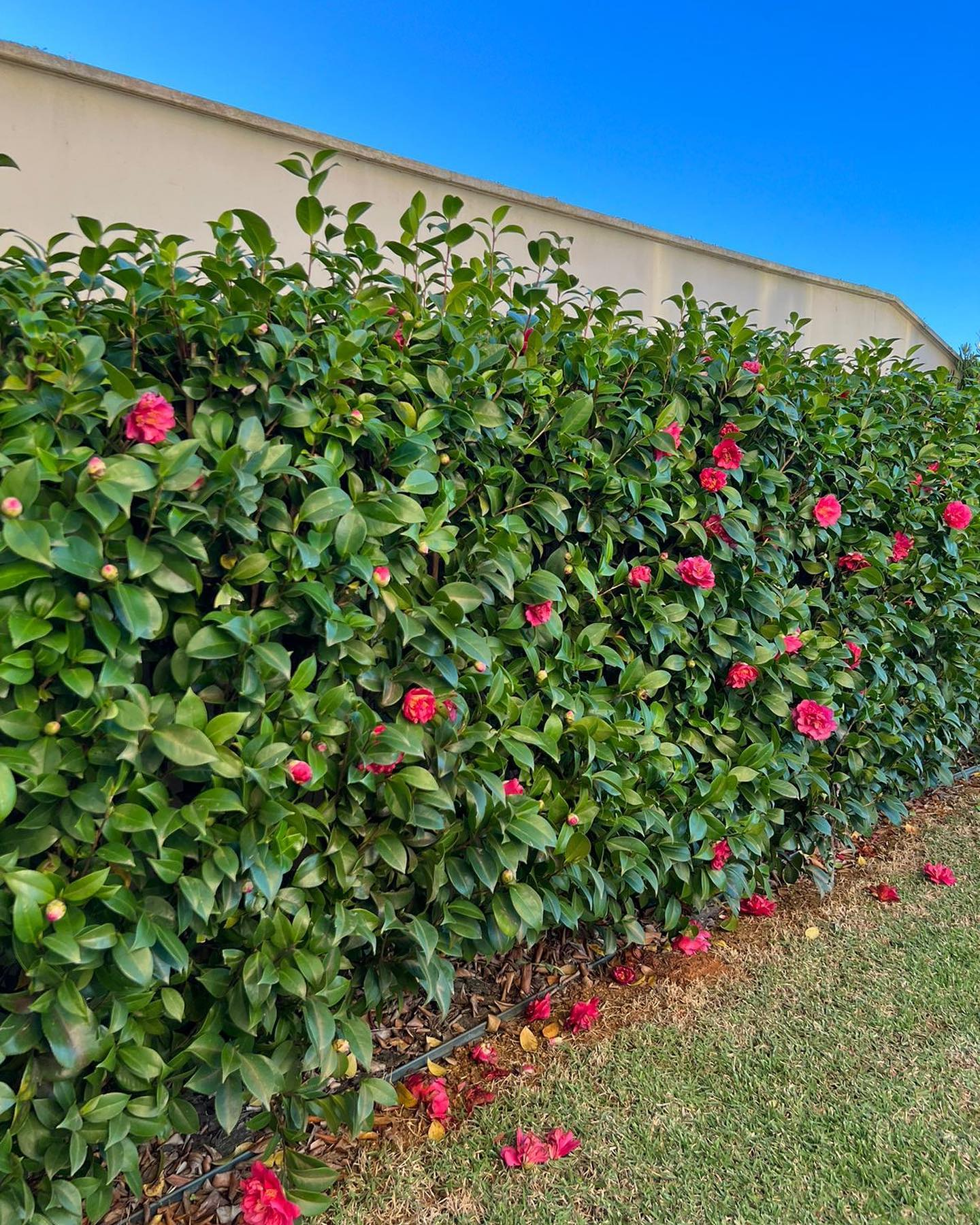 8 plantas perfeitas para uma cerca viva com privacidade e beleza